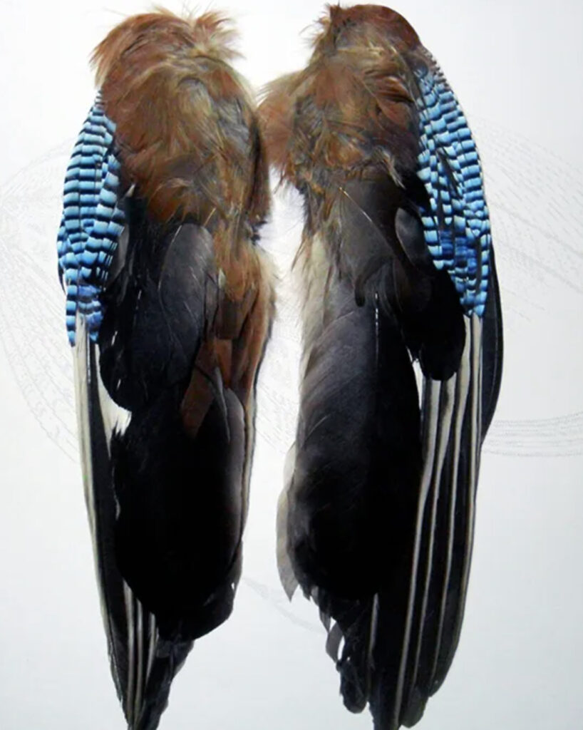 Jay Wings - Scottie Fly Tying